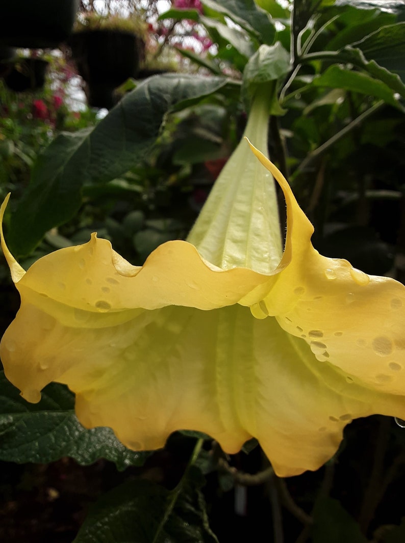 Brugmansia 'Gold Fire' Angel Trumpet plant - Jerry's Jungle