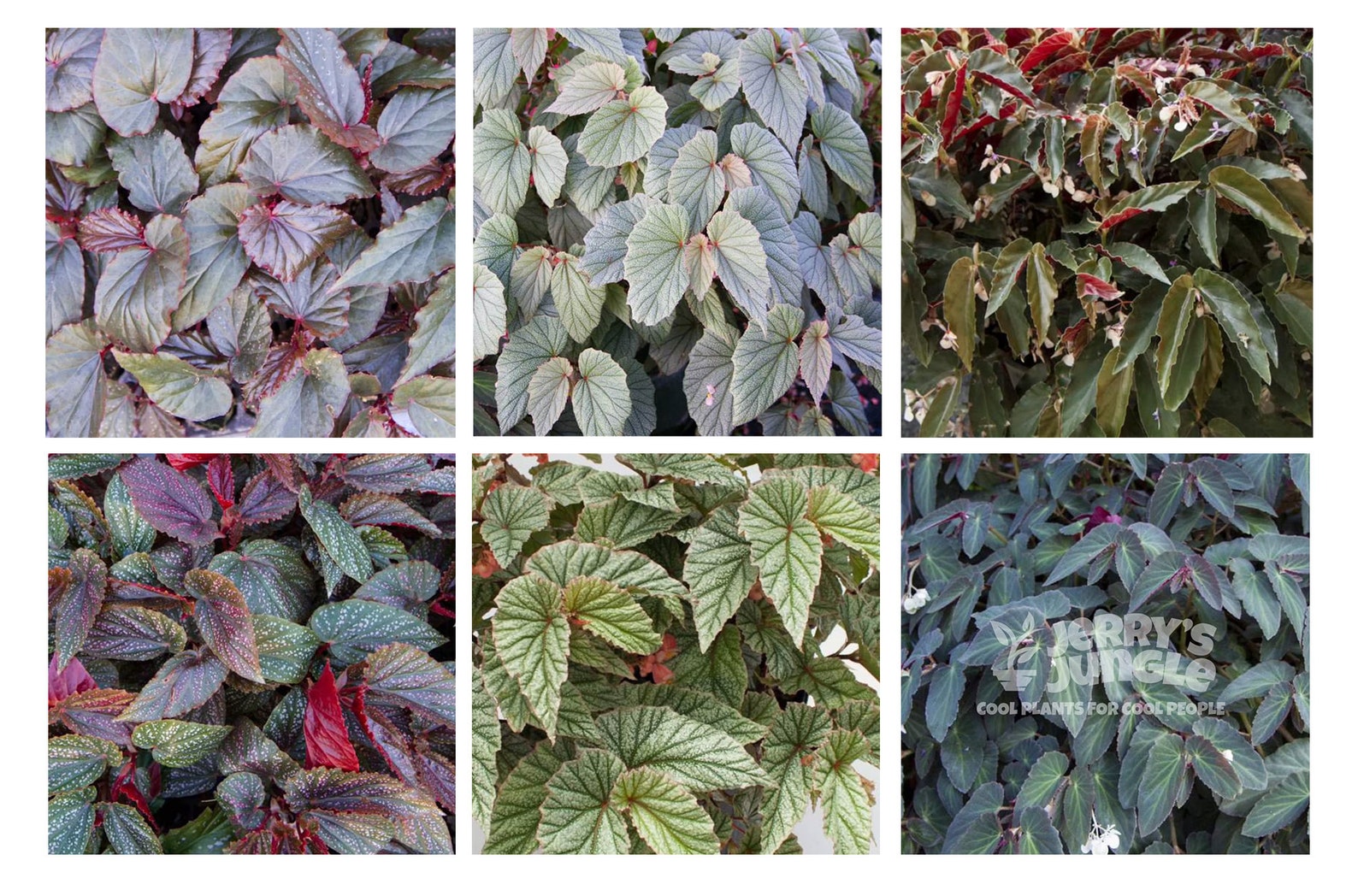 Floral & Garden Crafts Home & Hobby Craft Supplies & Tools Angel Wing ...