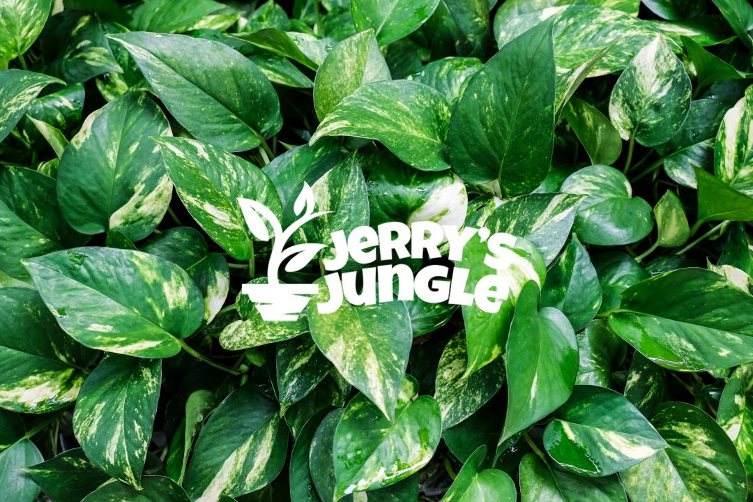 Golden Pothos with many nodes - Jerry's Jungle