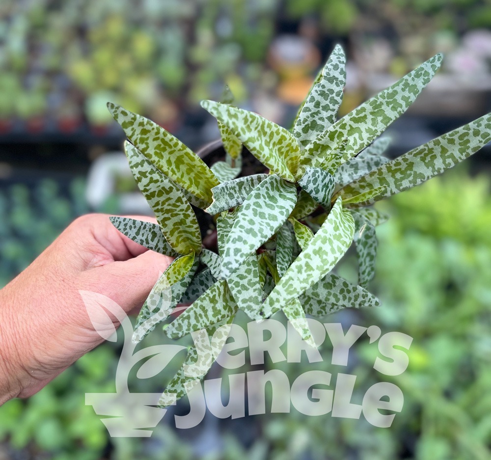 Silver Squill - Jerry's Jungle