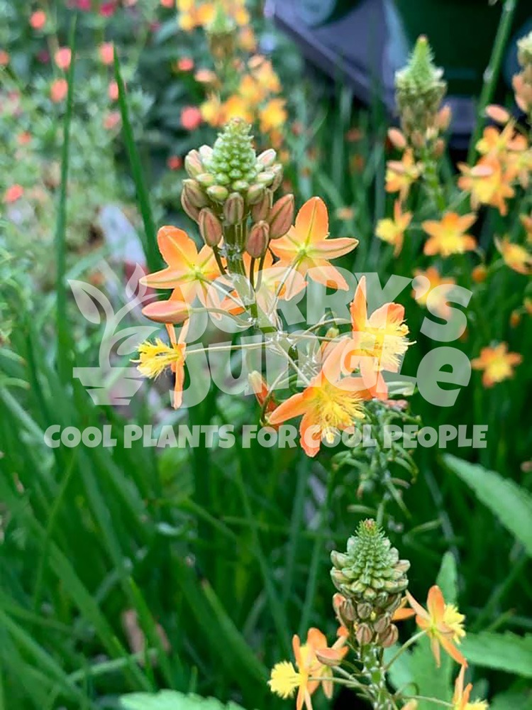 Bulbine Frutescens 'Hallmark Orange' 3 pack - Jerry's Jungle