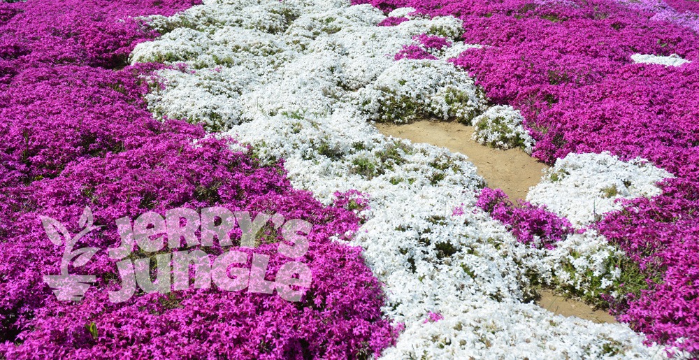 Phlox subulata Spring White Starter Plants 6 pack - Jerry's Jungle