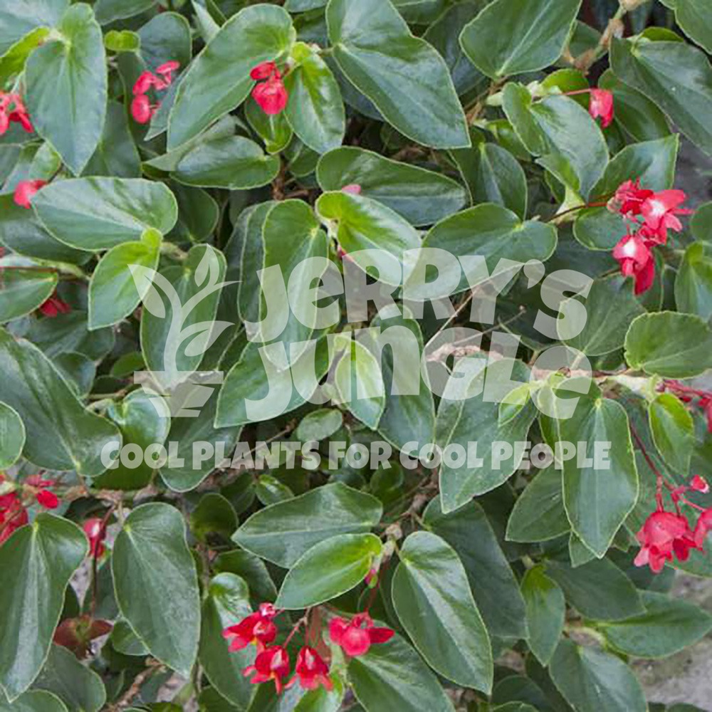 Angel Wing Begonia ‘Sunbrite Red’ Cane Begonia - Jerry's Jungle