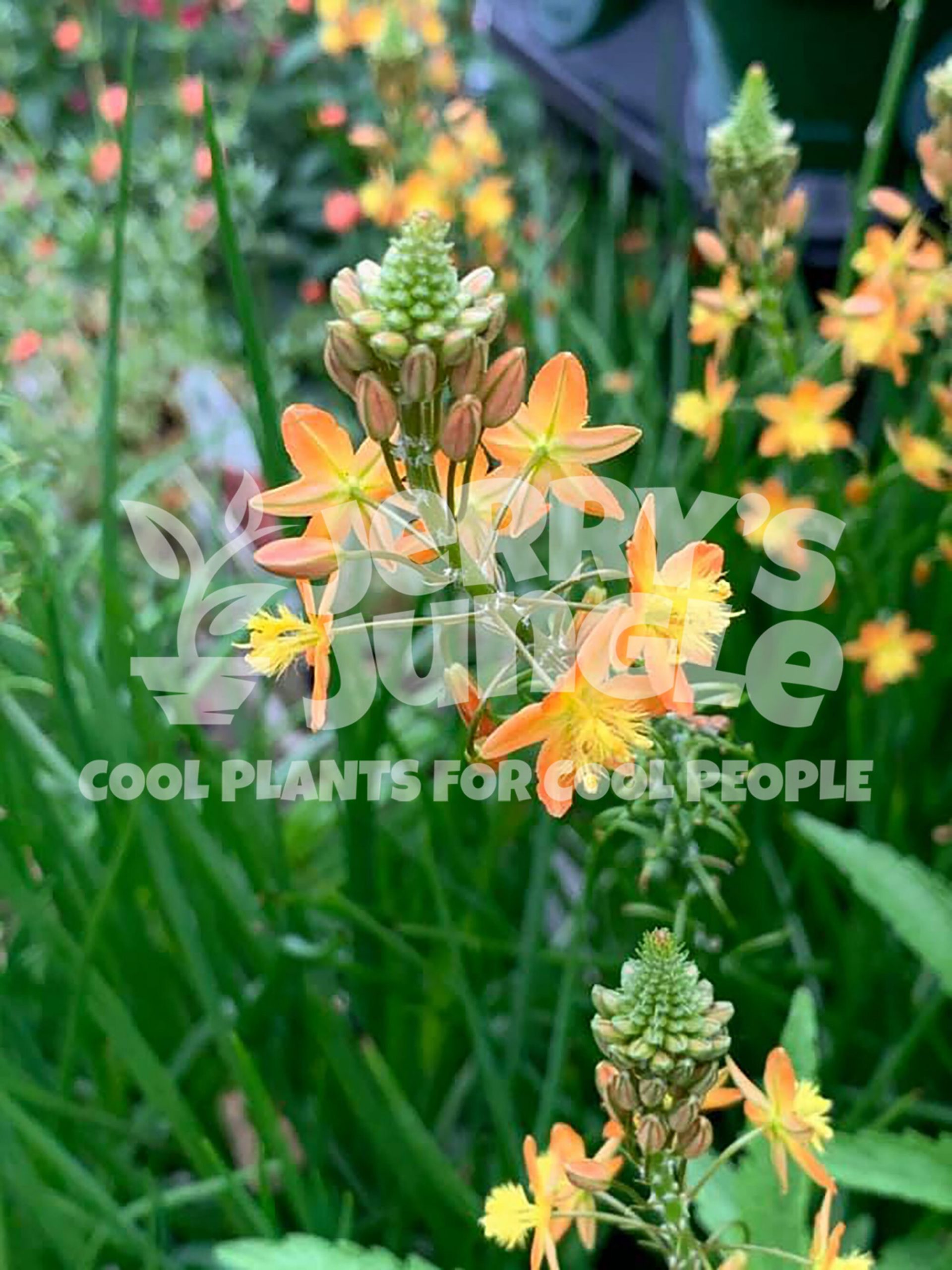 Bulbine Frutescens 'Hallmark Orange' 3 pack - Jerry's Jungle
