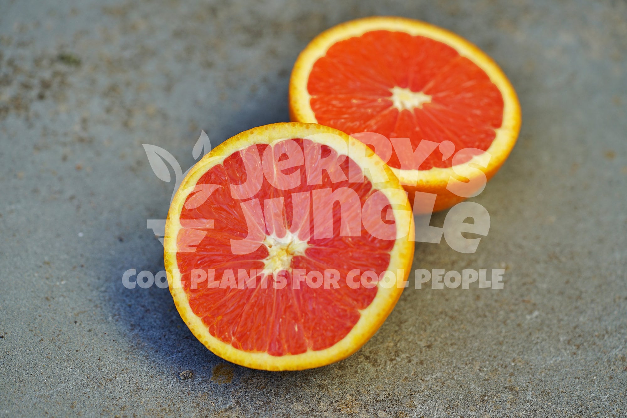 Cara Cara Sweet Pink Orange Tree - Jerry's Jungle