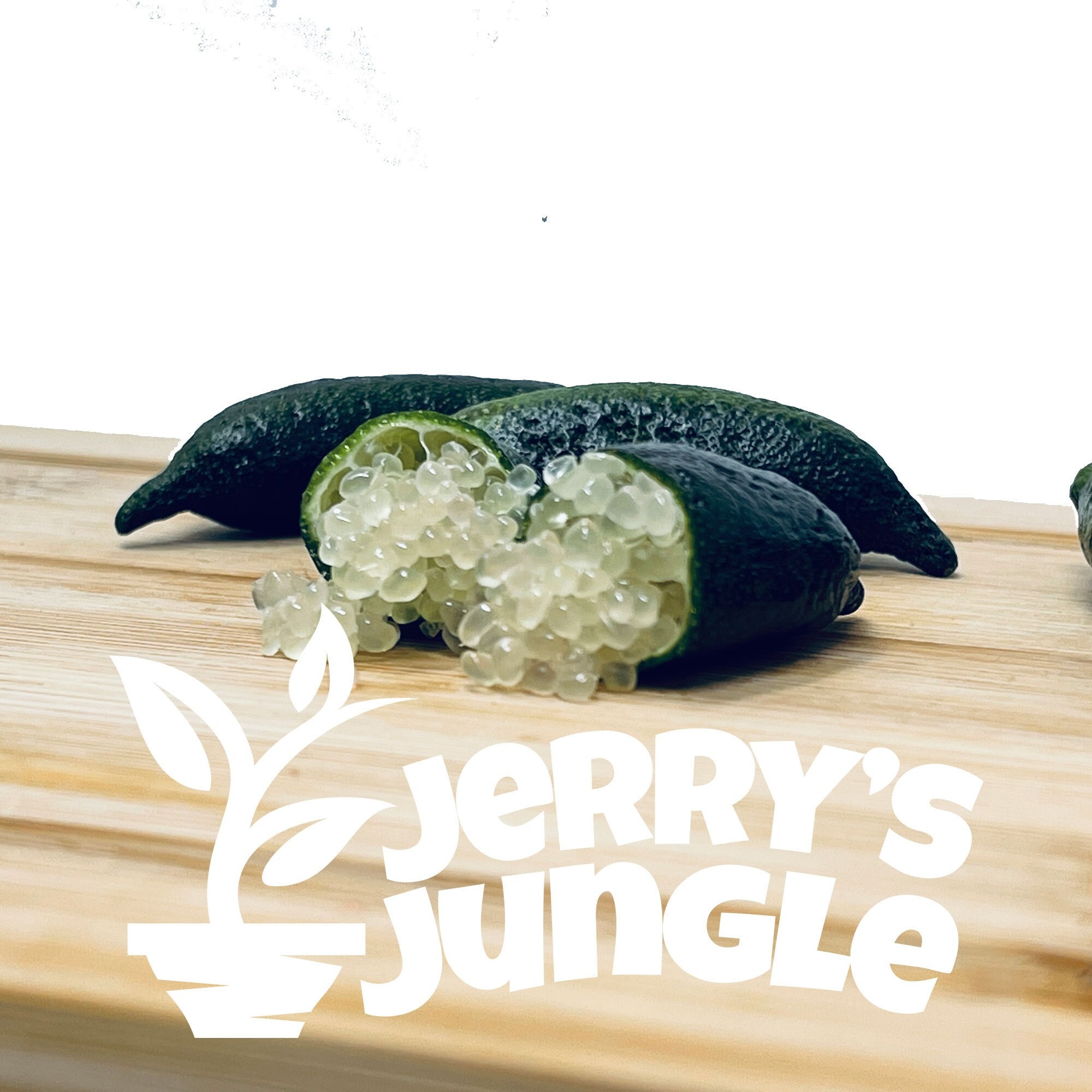 Australian Finger Lime Trees 1 year old Shipping now - Jerry's Jungle