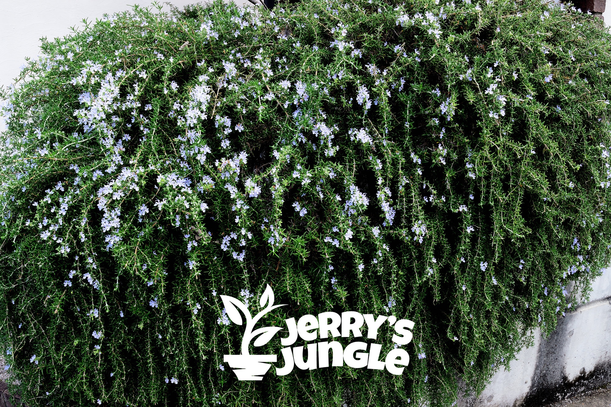 Creeping Rosemary Starter Plants 6 packs Rosmarinus officinalis ...