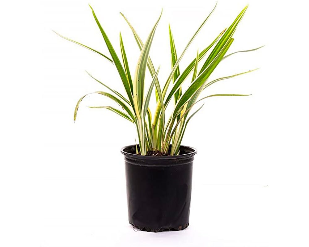 Flax Lily Dianella 6" pot - Jerry's Jungle