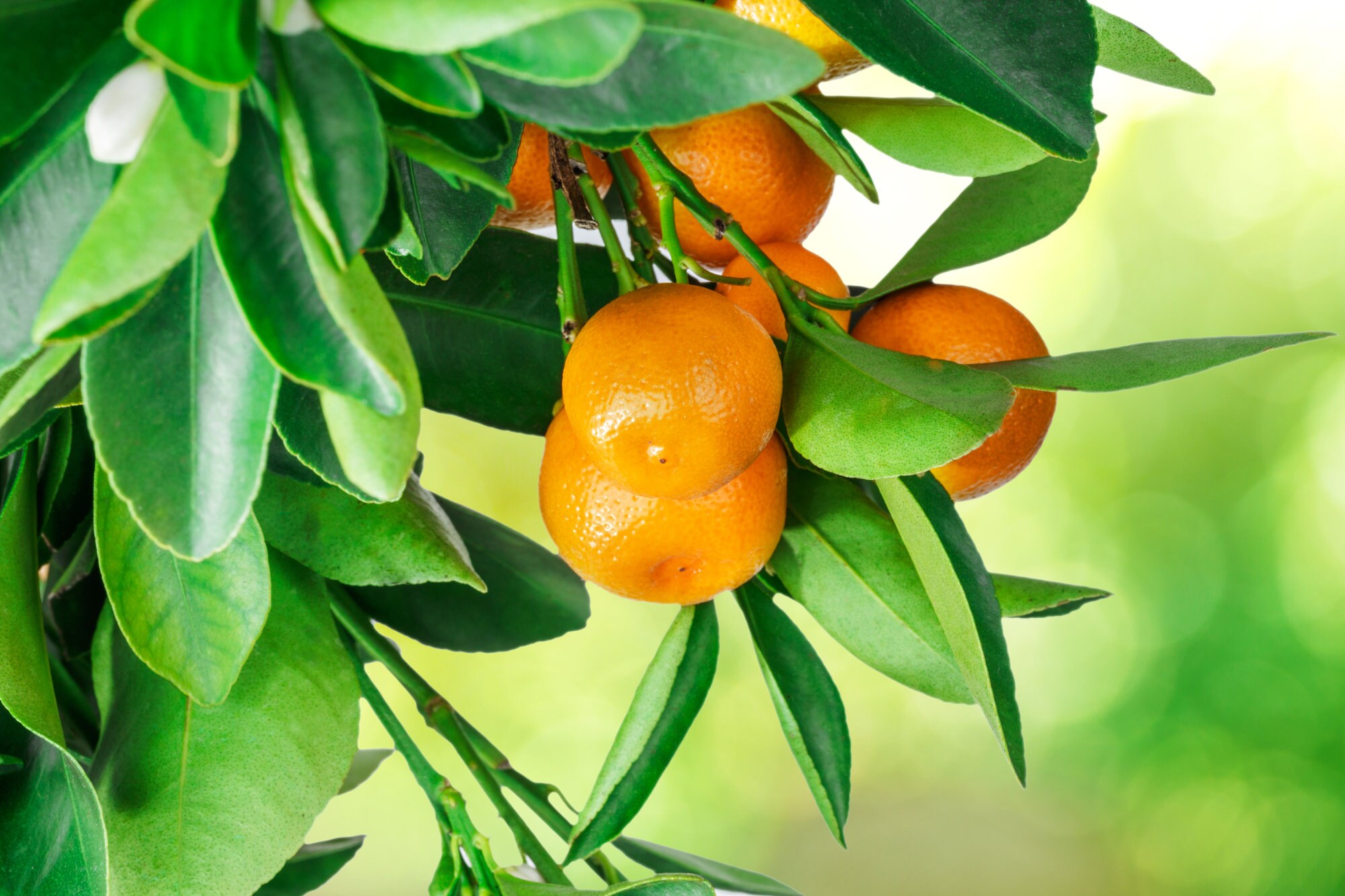 PREORDER Kimbrough Satsuma Mandarin Tree Ships MID-MARCH - Jerry's Jungle