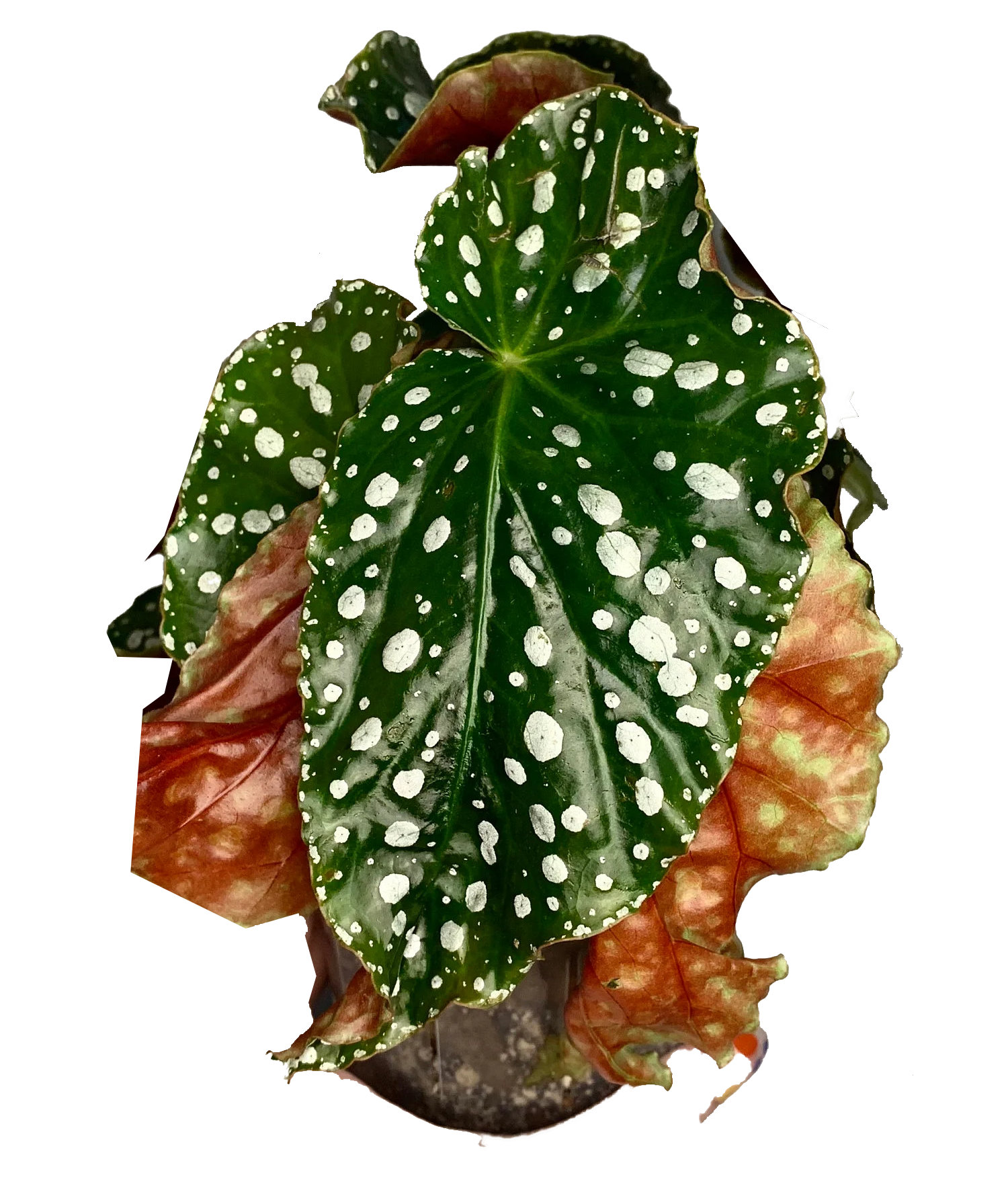 Angel Wing Begonia ‚ÄòFlamingo Queen‚Äô Cane Begonia 4" Pot - Jerry's ...